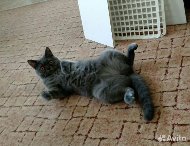 Милая британочка ищет любящие и ответственные ручк