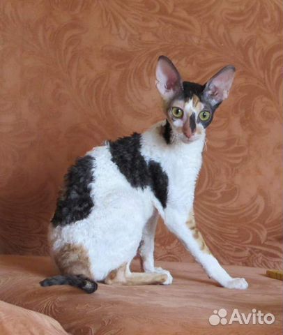 Взрослая кошка корниш-рекс