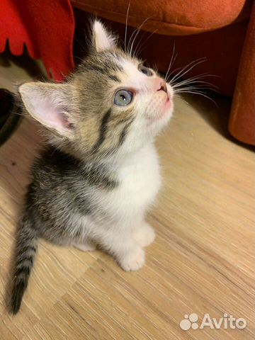 Котенок по имени Гав