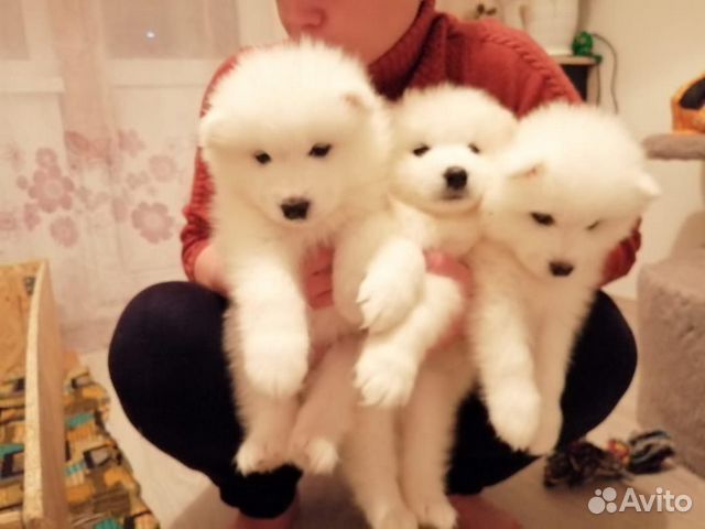 Продаются щенки самоедской лайки