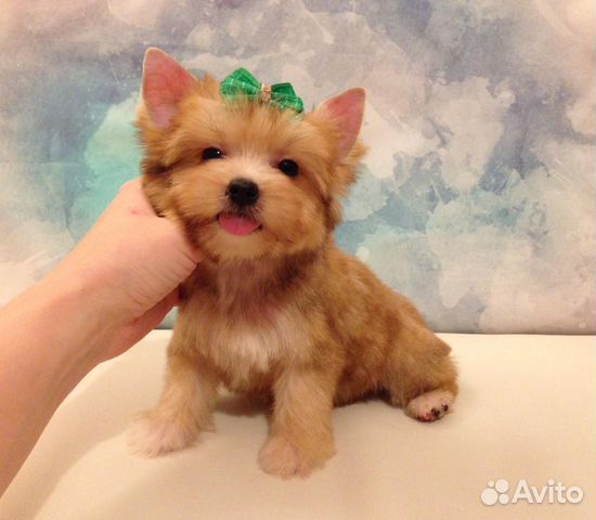 Золотой йоркшир мини мальчик и девочки
