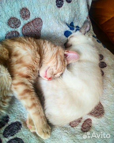 Отдадим кота и кошку в хорошие руки