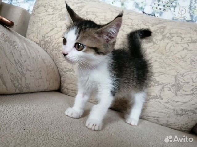 Очаровательного котёнка Чарли в дар