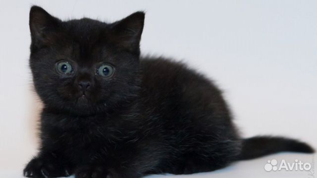 Котенок шотландец