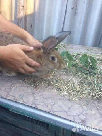Кролики молодняк
