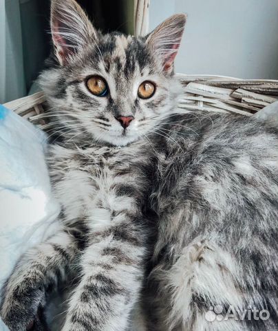 Котенок Анфиска ищет дом