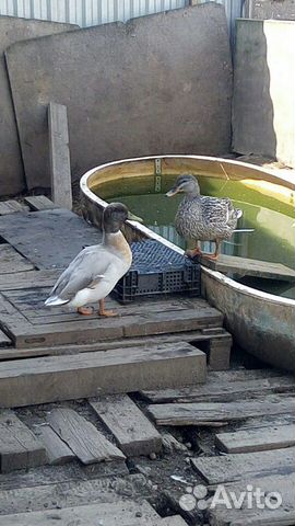 Аренда/Продажа утки дикие кряквы