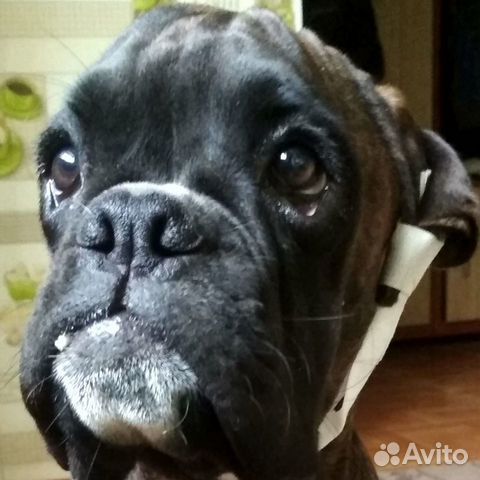 Тигровая девочка боксера