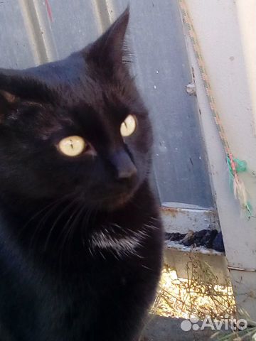 Отдам красивого кота в добрые руки