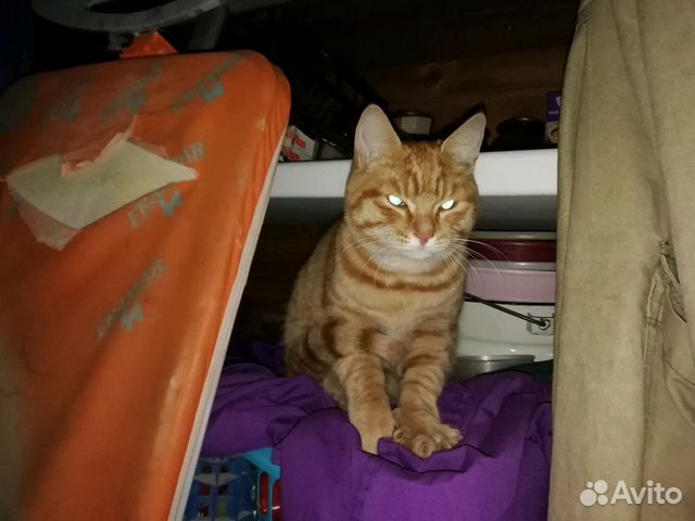 Нашли кота, отдадим в хорошие руки