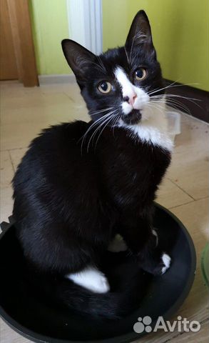 Нежный котяшка