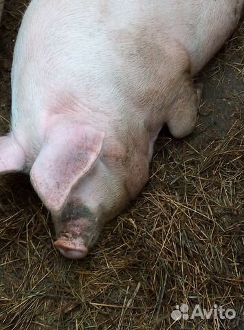 Кабан на мясо