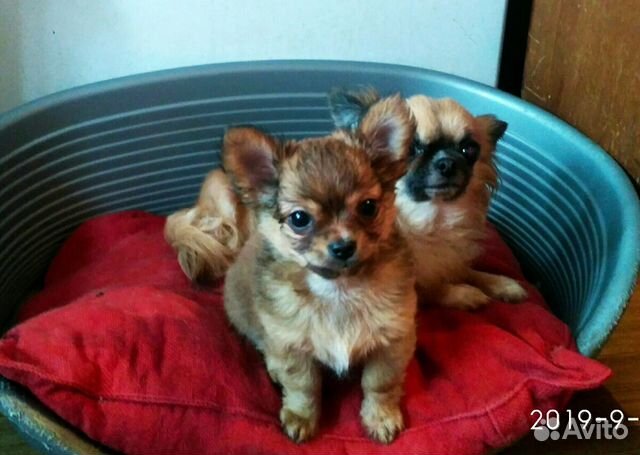 Мальчишка чишка