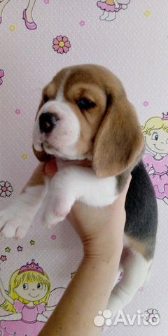 Щенки прекрасные представители