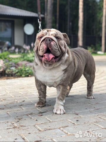 Американский Бульдог щенки