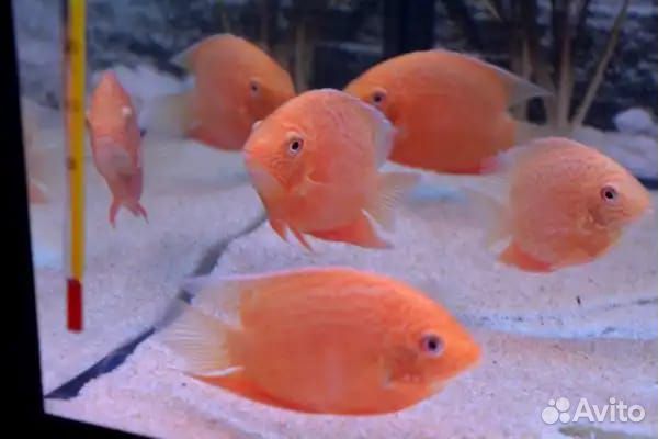 Северум красный жемчуг