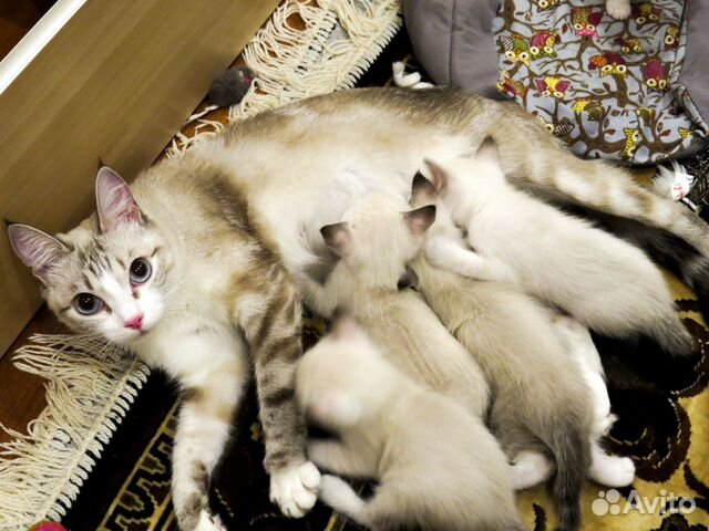 Котятки-инопланетянины