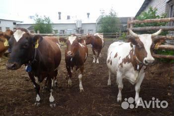 Айширская Корова