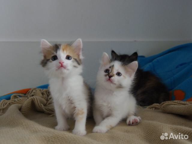 Котята- девочки, трехцветные, возраст 1,5 мес