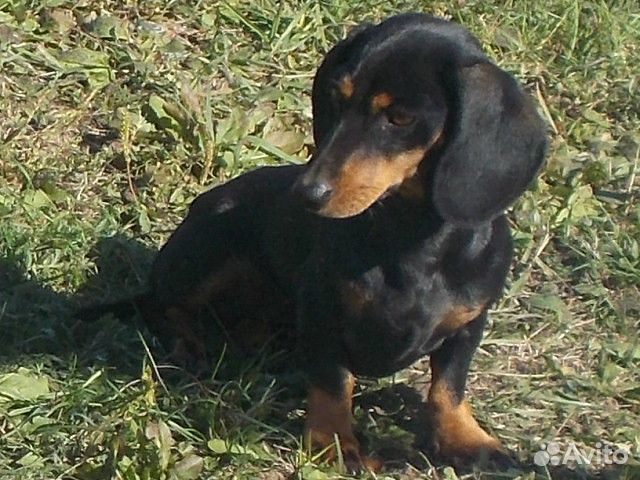 Щенки таксы