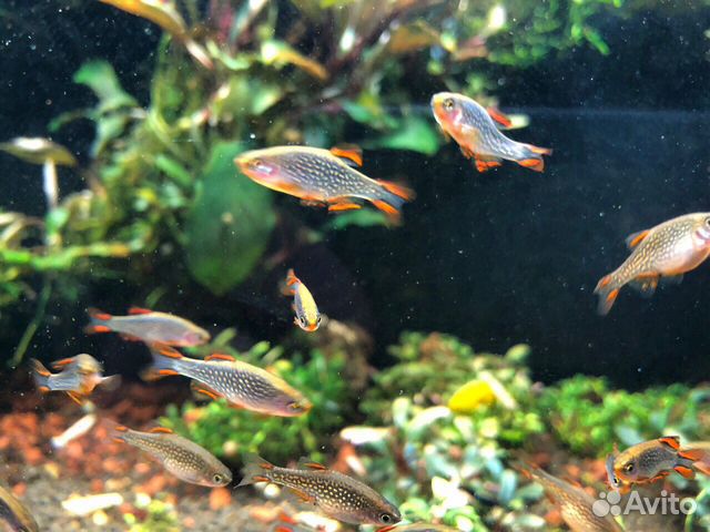 Микрорасбора галактика