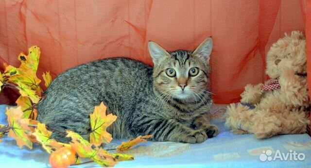 Котенок Боня (мальчик)