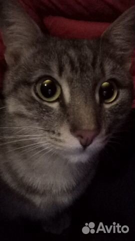 Кот - аристократ