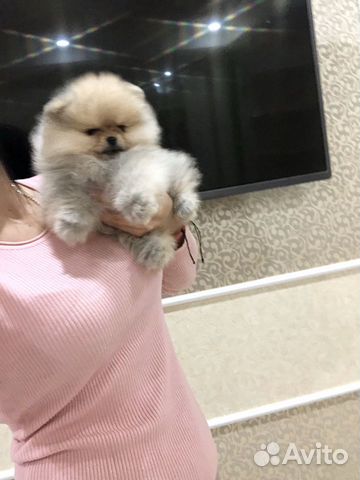 Элитная мишка - малышка