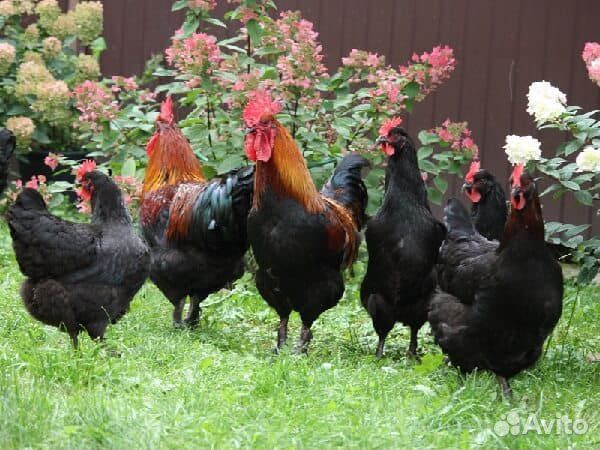 Маран черно-медный из Генофонда. Доставка