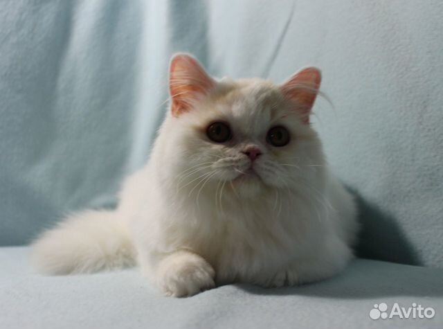 Котики породные