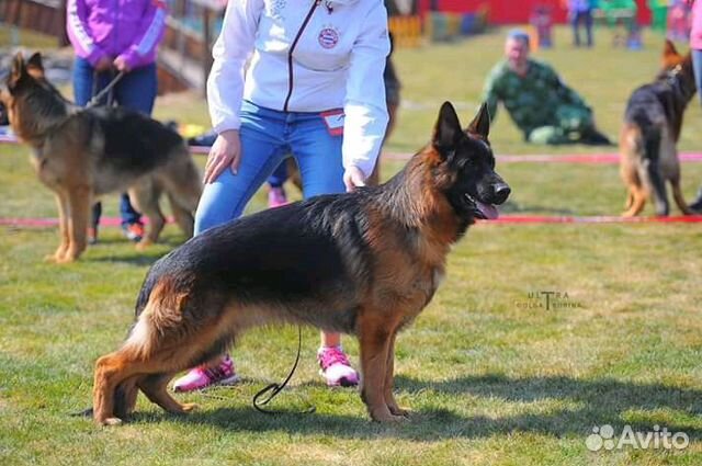 Шикарные породные щенки немецкой овчарки. РКФ