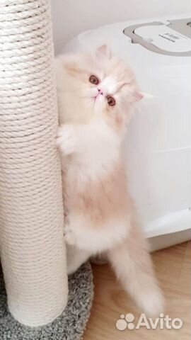 Продаётся длинношёрстный экзот