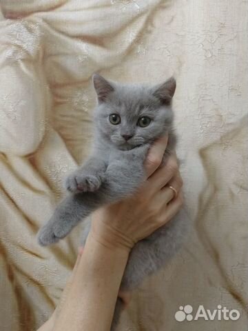 Кошечка шотландская клубная