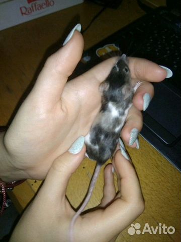 Мышка декоративная ручная