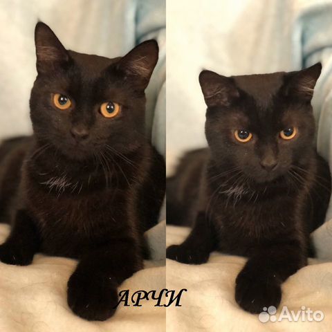 Безумно очаровательный котик Арчи 9 мес ищет свой