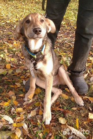 Агат. Маленький щенок. Бесплатно