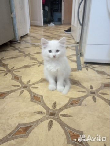 Котёнок Кексик