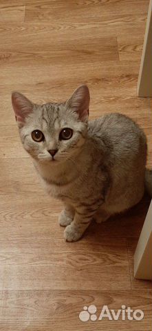 Кот (шотландец, 11 месяцев)