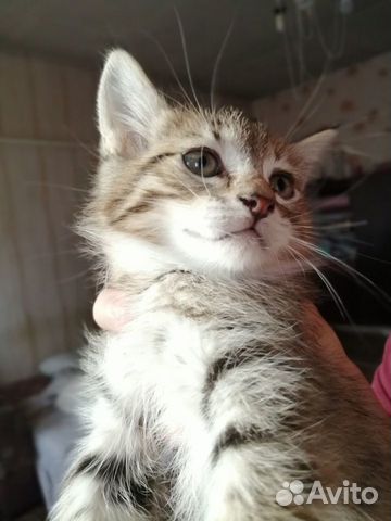 Милые пушистые котятки ищут себе новых хозяев