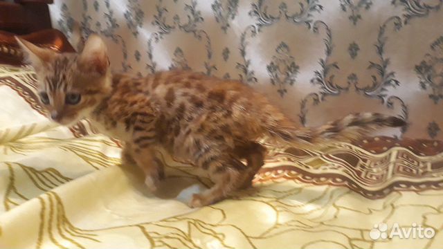 Бенгальские котята