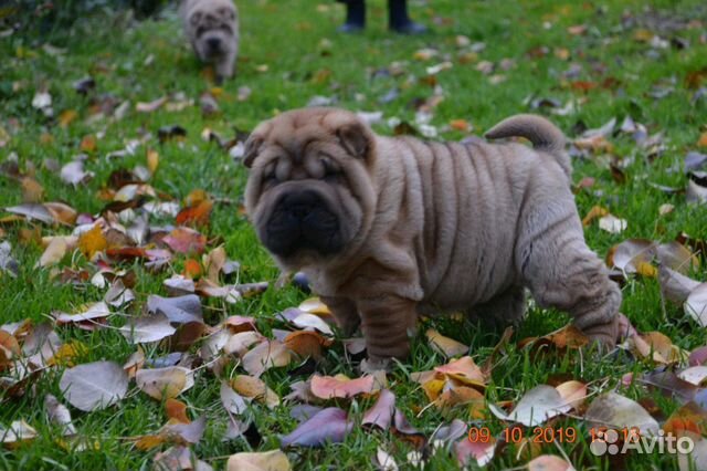 Малыши шарпея