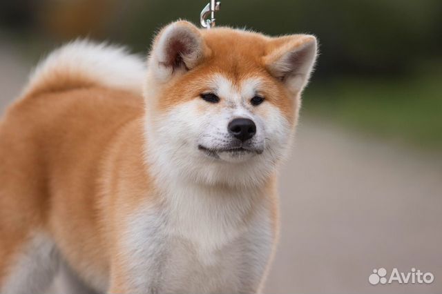 Крепкий, мощный самурай. Акита щенки