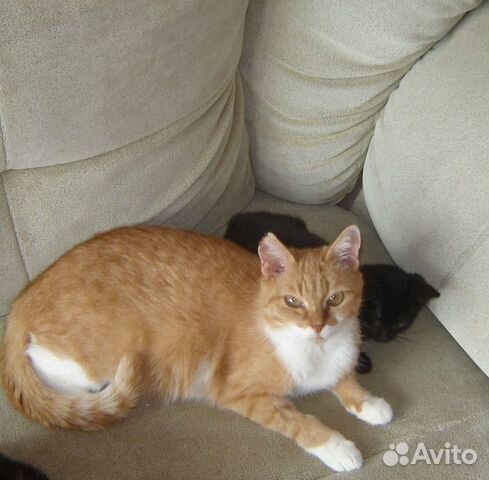 Сонечка ищет дом