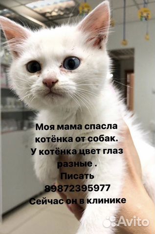 Котёнок Мао-тао