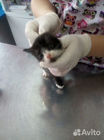 Котодевочка