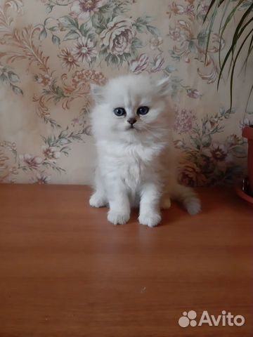 Британские шиншиллята