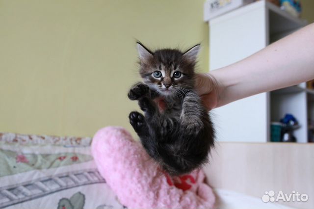 Котятки - девочка и мальчик