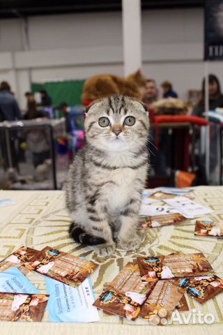 Шотландские лапушки