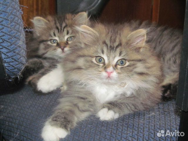 Серые пушистики