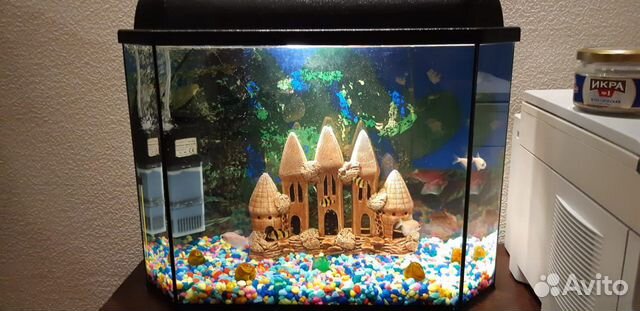 Рыбки (бесплатно)